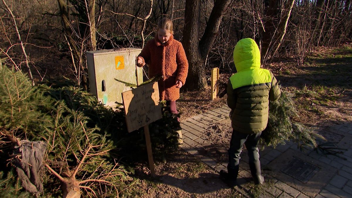 Fennie (10) en Joep (8) halen meer dan 100 kerstbomen op - Omroep ...