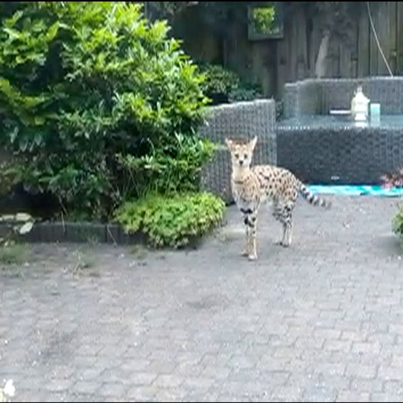 'Een serval is niet geschikt als huisdier' - Omroep West