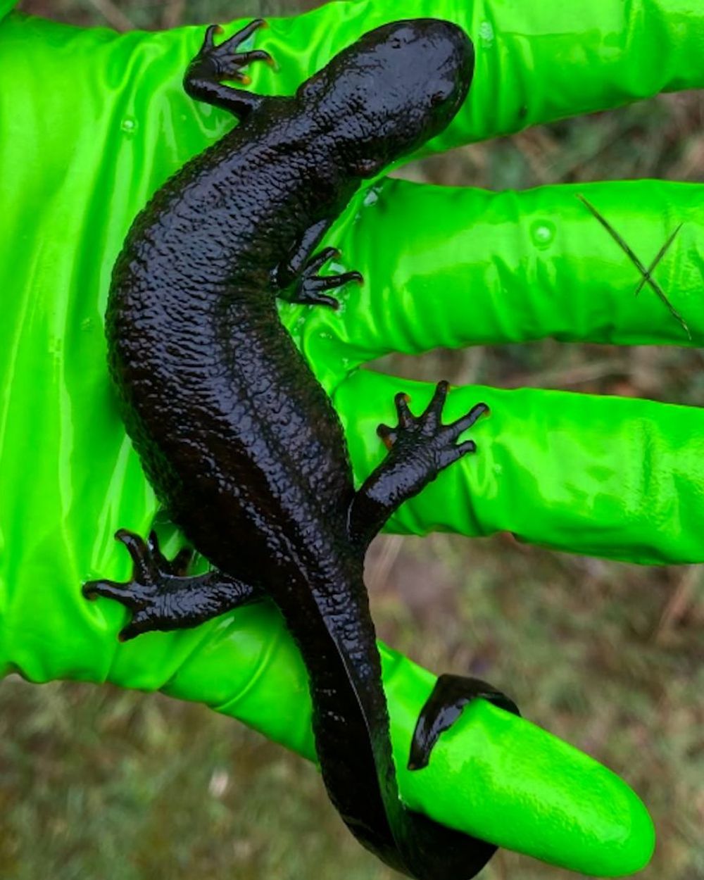 Stille ramp in de natuur: salamanders verdwijnen door dodelijke ...