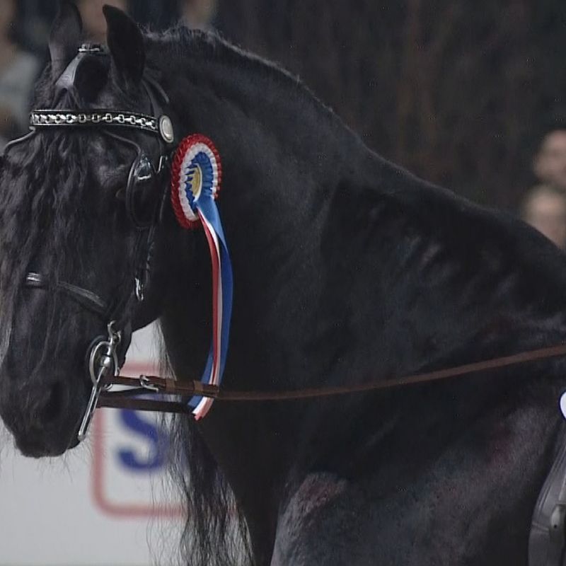 Jasper 366 leefde voor het publiek, zegt zijn eigenaar: "Het was zijn ...