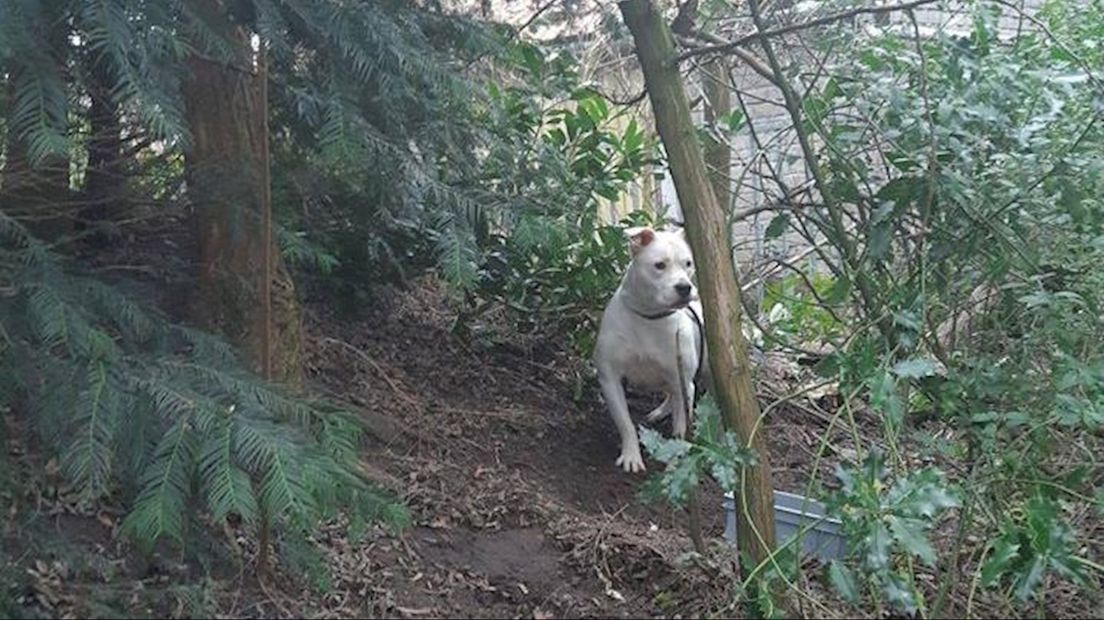 Hond vastgebonden aan boom in plantsoen in Enschede - RTV Oost Hond vastgebonden aan boom in plantsoen in Enschede - RTV Oost