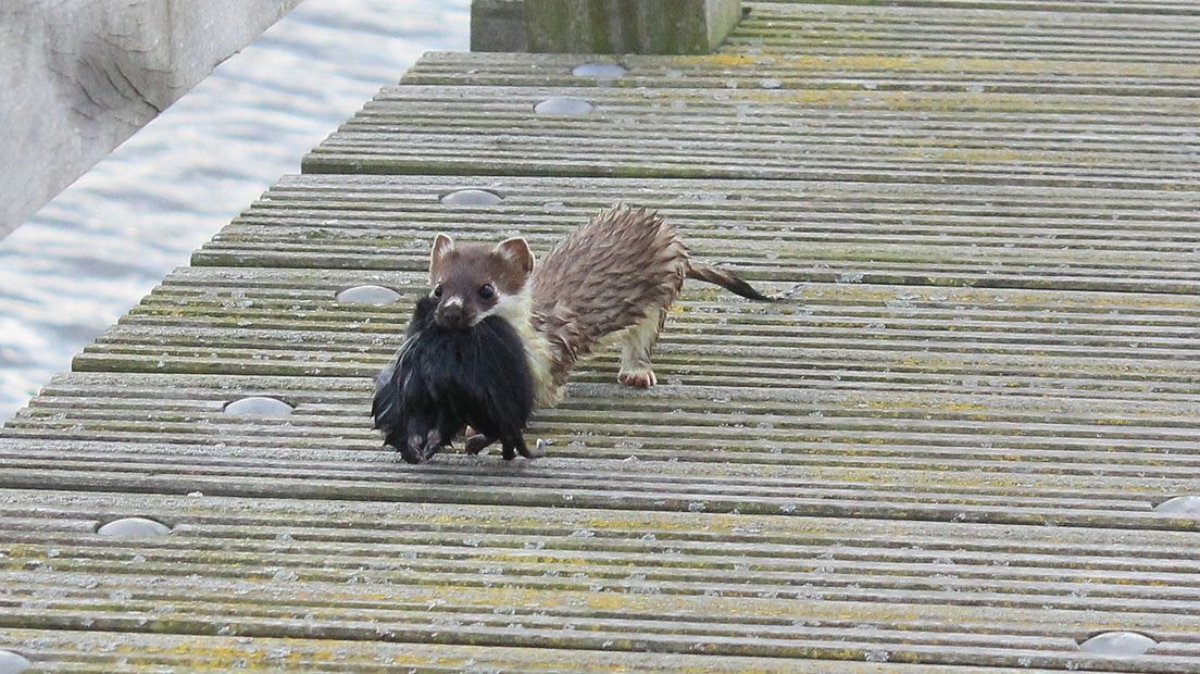Hondsbrutale hermelijn in De Onlanden - RTV Noord