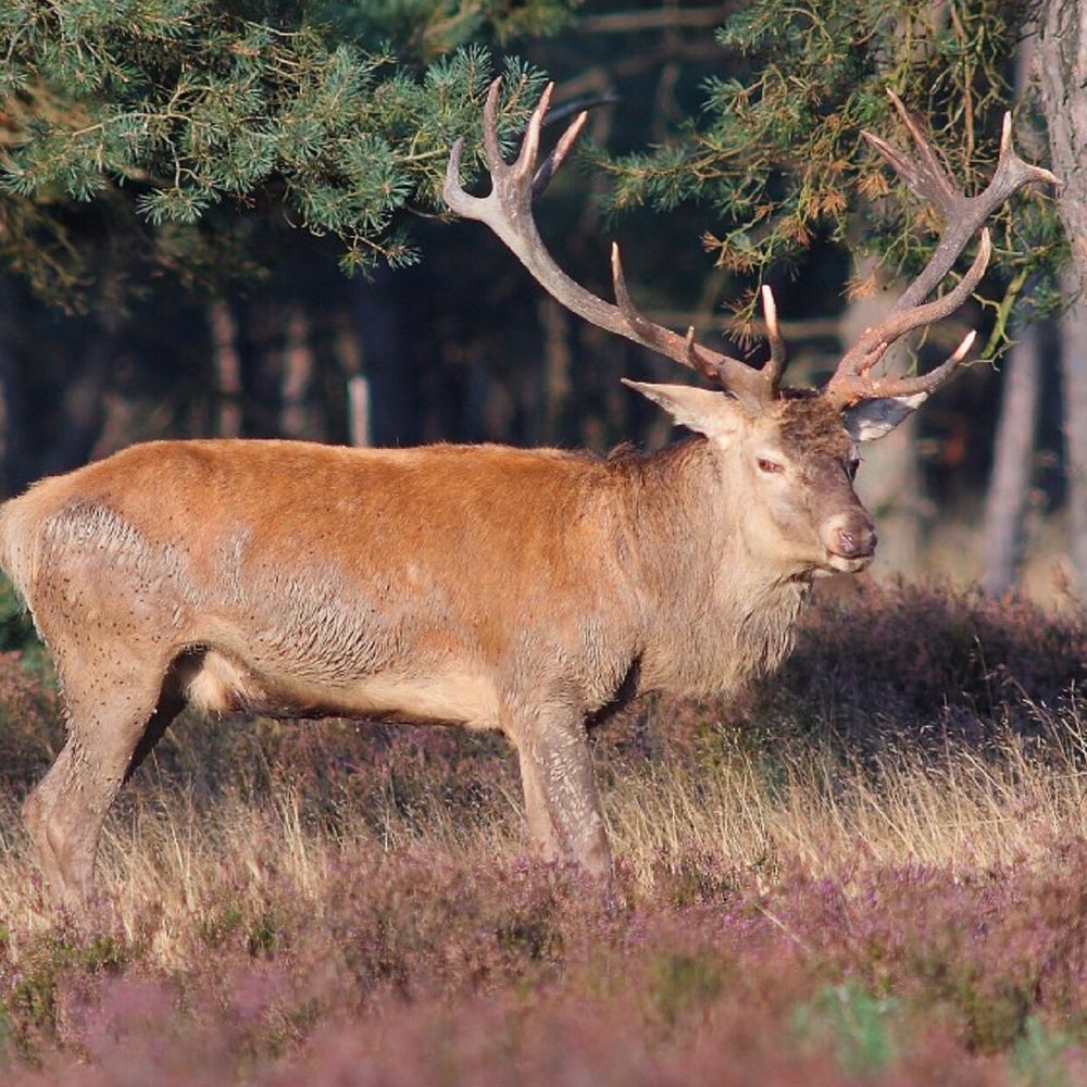 Edelhert in Drenthe: 5 vragen (en een bonusvraag over de wolf) - RTV ...
