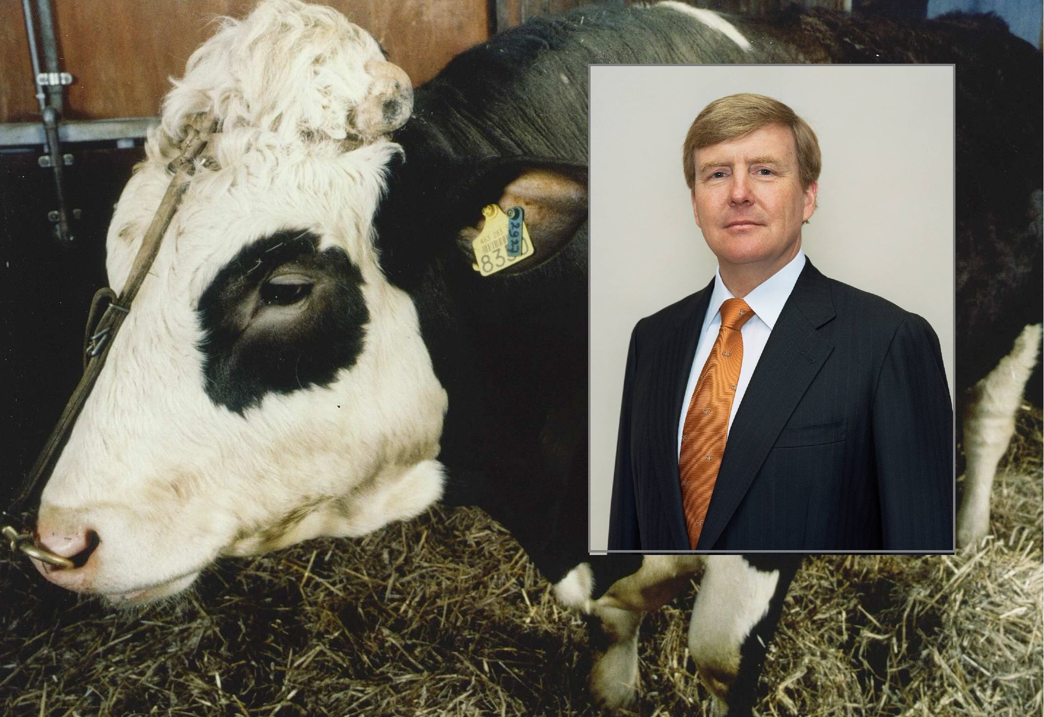 Kletsen met de koning over stier Herman en schaap Dolly - L1 Nieuws