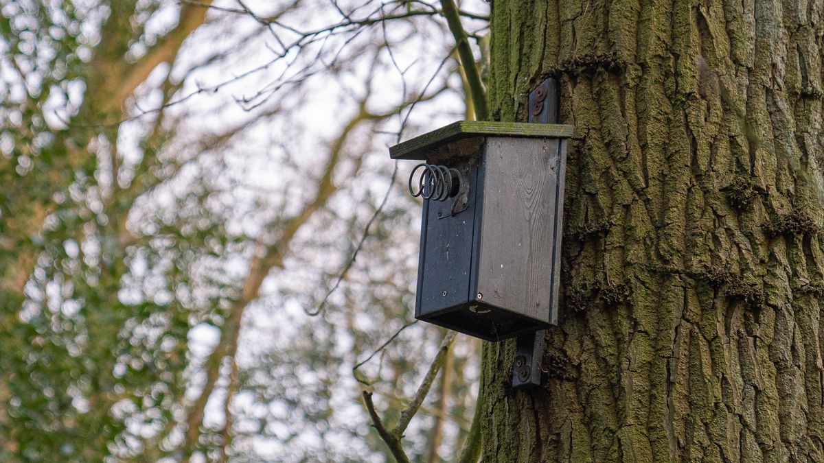 In de tuin en op het beeldscherm: nestkastjes steeds populairder - RTV ...