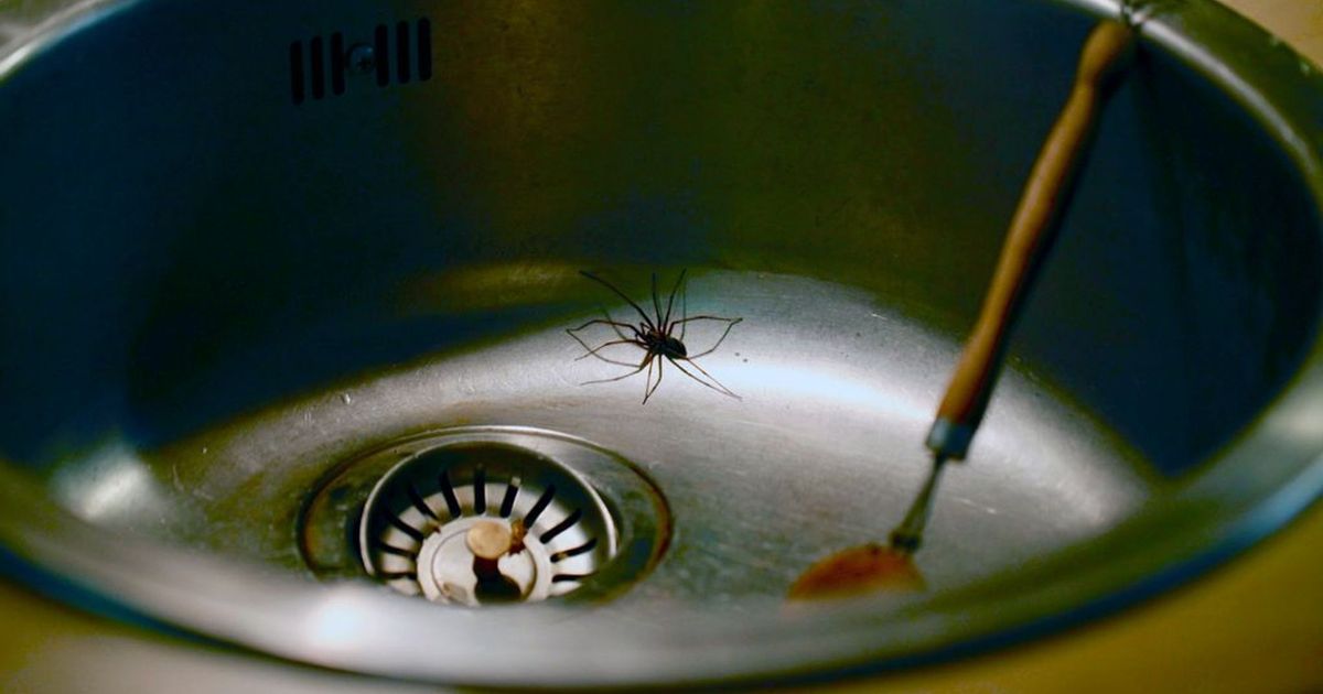 Als je een spin in huis hebt, moet je deze eigenlijk lekker laten ...