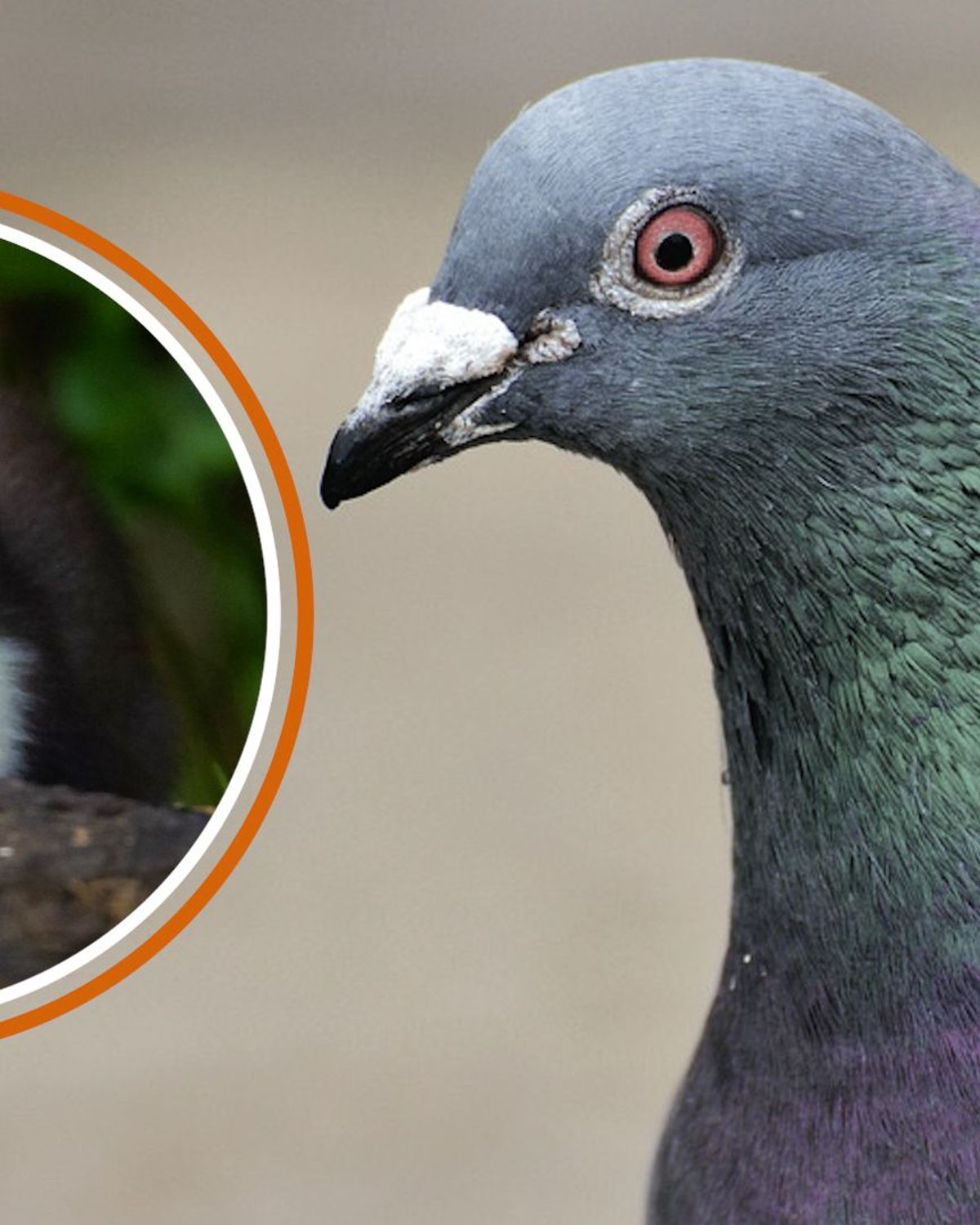 Hongerige marter richt slachtpartij aan in duivenkooi: 48 dode duiven - Omroep Gelderland