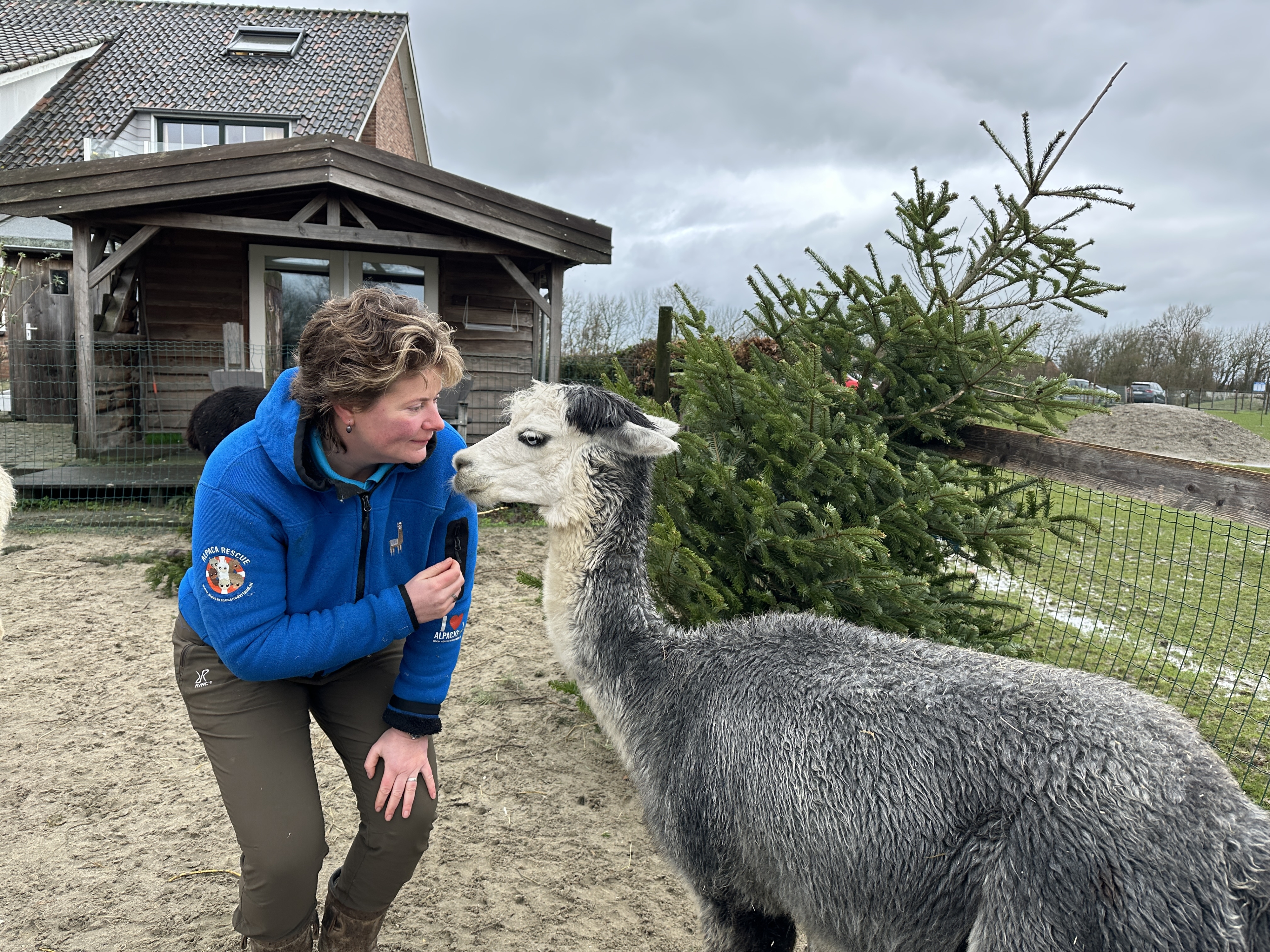 Alpaca's eten komende maanden duizend kerstbomen op: 'Poep, plas, spuug ...