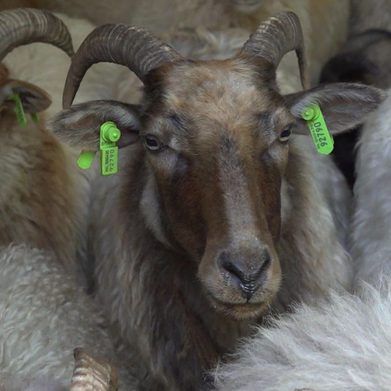 Schaapskudde Exloo zoekt nieuwe herder - RTV Drenthe