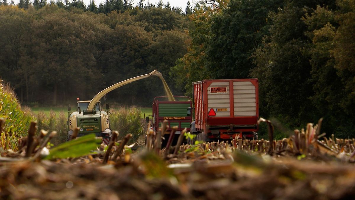 Geen mais maar gras voor vee door nat voorjaar - Omroep Gelderland