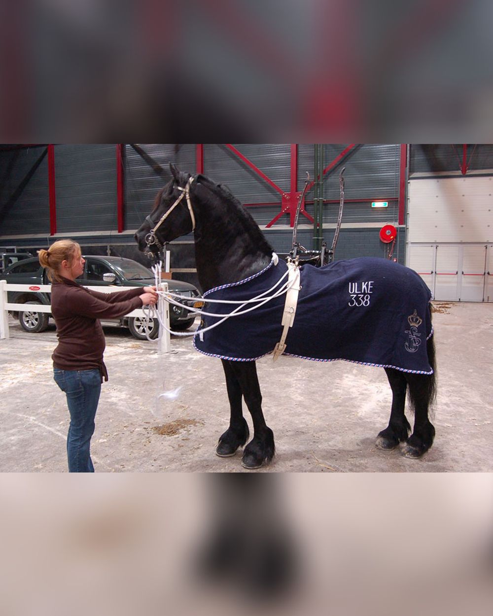 Beroemd tuigpaard Ulke 338 overleden - Omrop Fryslân