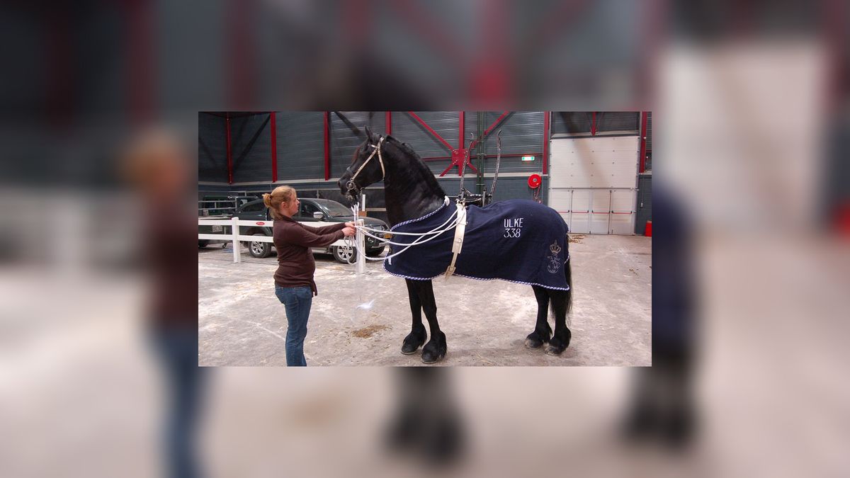Beroemd tuigpaard Ulke 338 overleden - Omrop Fryslân