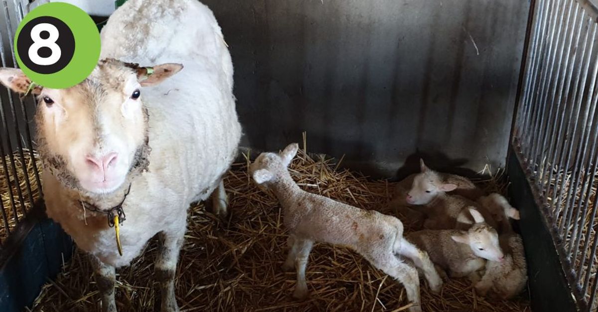 Een schaap krijgt gemiddeld drie lammetjes per keer, deze ooi kreeg er ...