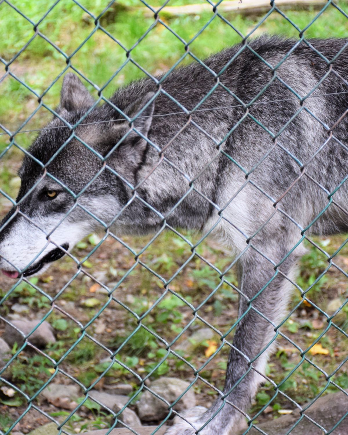 Wolf van 'strikt beschermd' naar 'beschermd': "Maar ook dan mag je niet ...
