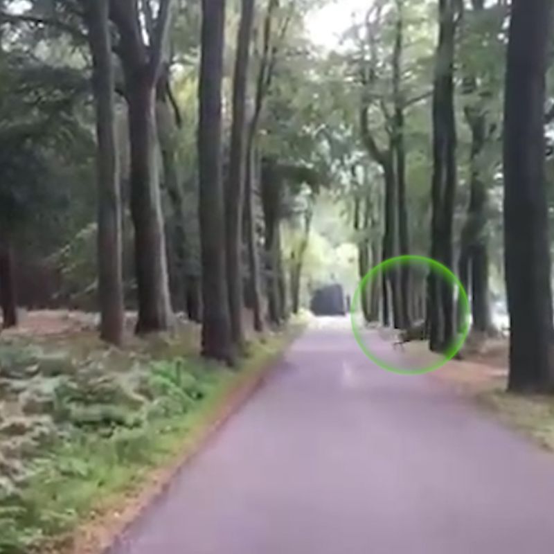 Heftige beelden: edelhert rent zich dood tegen boom in drukbezocht bos ...