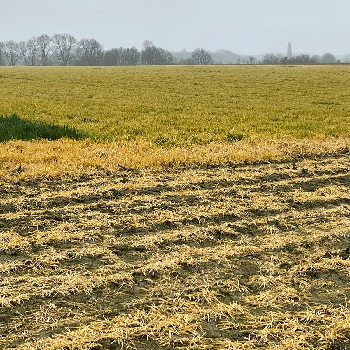 'Helft Drentse bevolking woont binnen kilometer glyfosaatakker' - RTV Drenthe
