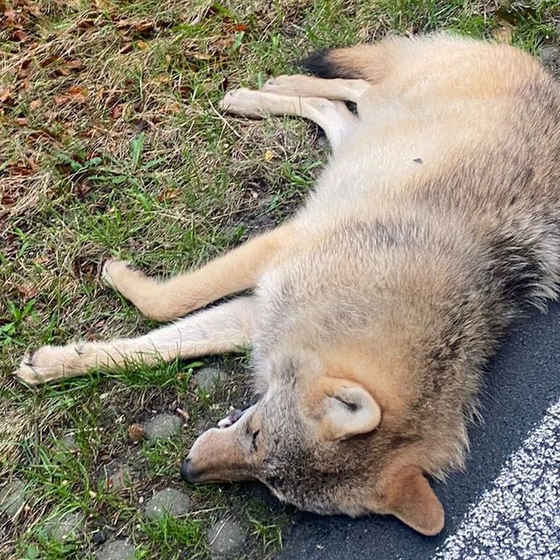 Doodgereden wolf Leersum was welp van Utrechtse roedel - RTV Utrecht