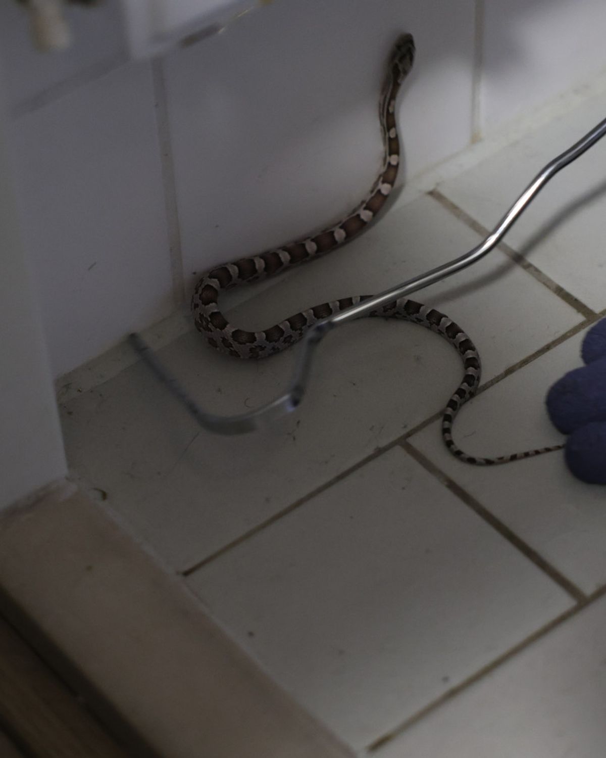 Rode rattenslang verrast douchende man in Laak - Den Haag FM