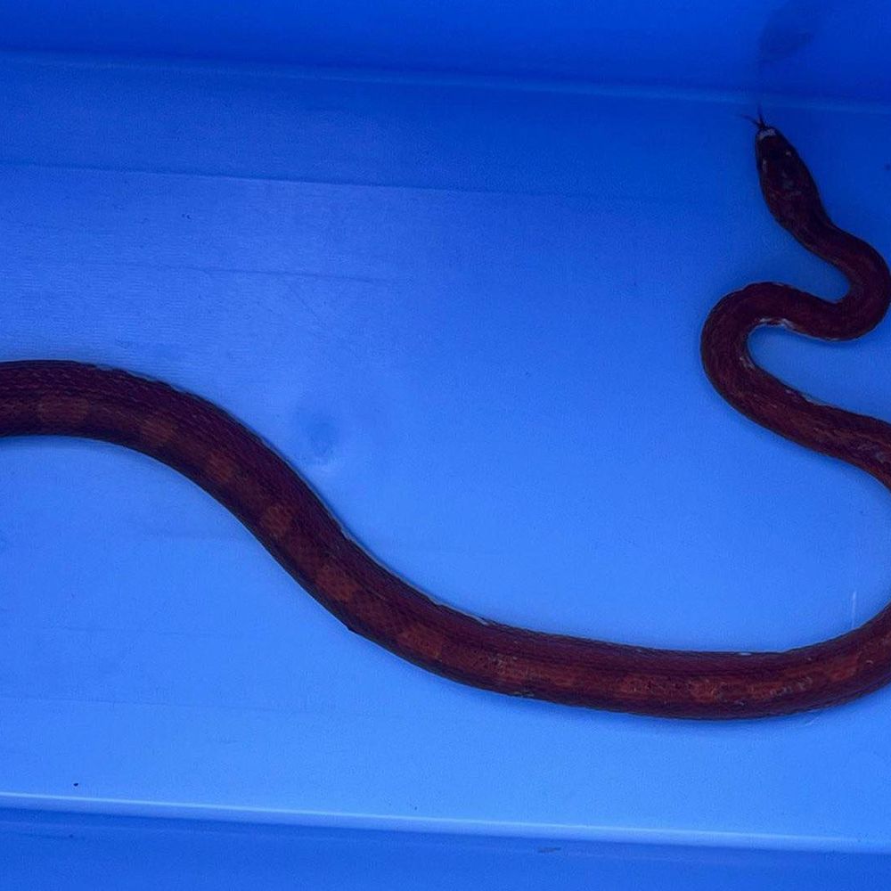 Speelgoedslang in tuin blijkt echte rode rattenslang: 'Hij bewoog ...