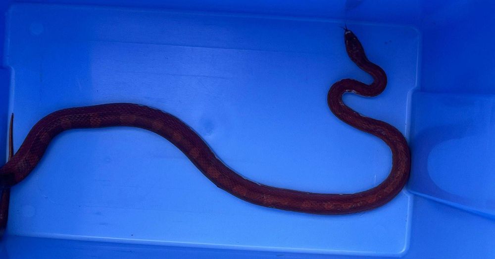 Speelgoedslang in tuin blijkt echte rode rattenslang: 'Hij bewoog ...