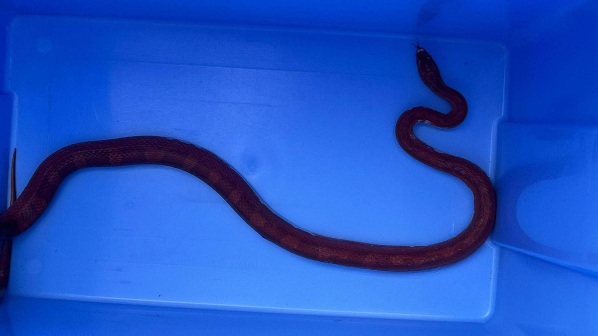 Speelgoedslang in tuin blijkt echte rode rattenslang: 'Hij bewoog ...