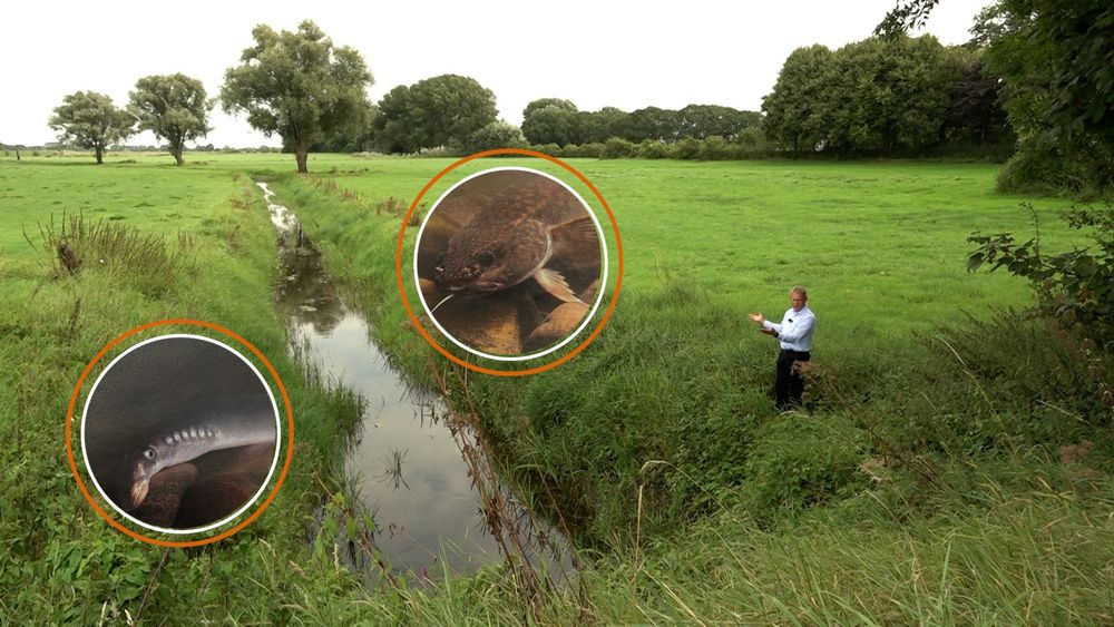Keren zeldzame vissen straks terug naar deze beek? - Omroep Gelderland