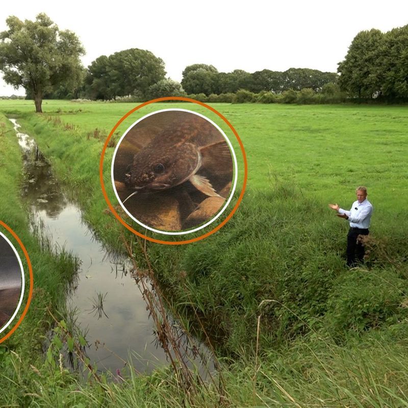 Keren zeldzame vissen straks terug naar deze beek? - Omroep Gelderland