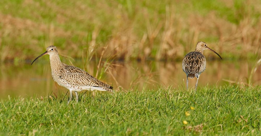 Het gaat slecht met de wulp, maar een van Terschelling duikt op in ...