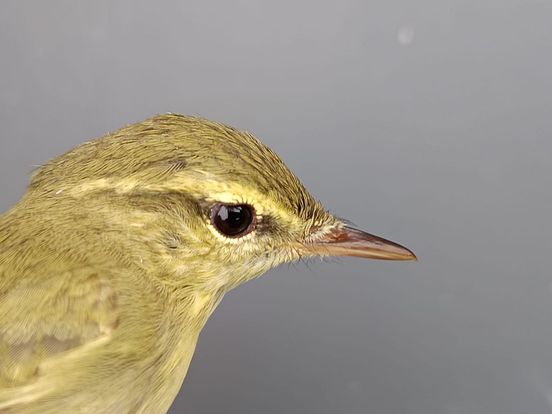 Huh?! Deze vogel heb ik hier nog nooit gezien! - Omroep Gelderland
