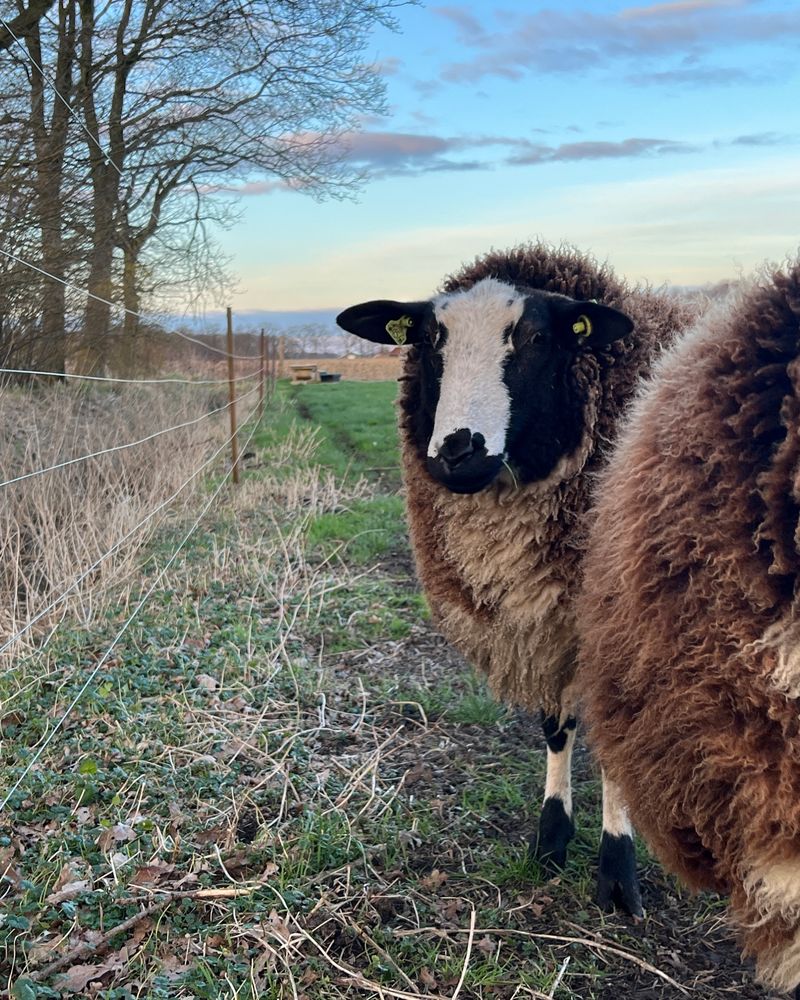 Schaap doodgebeten door waarschijnlijk een wolf binnen vast wolfwerend ...