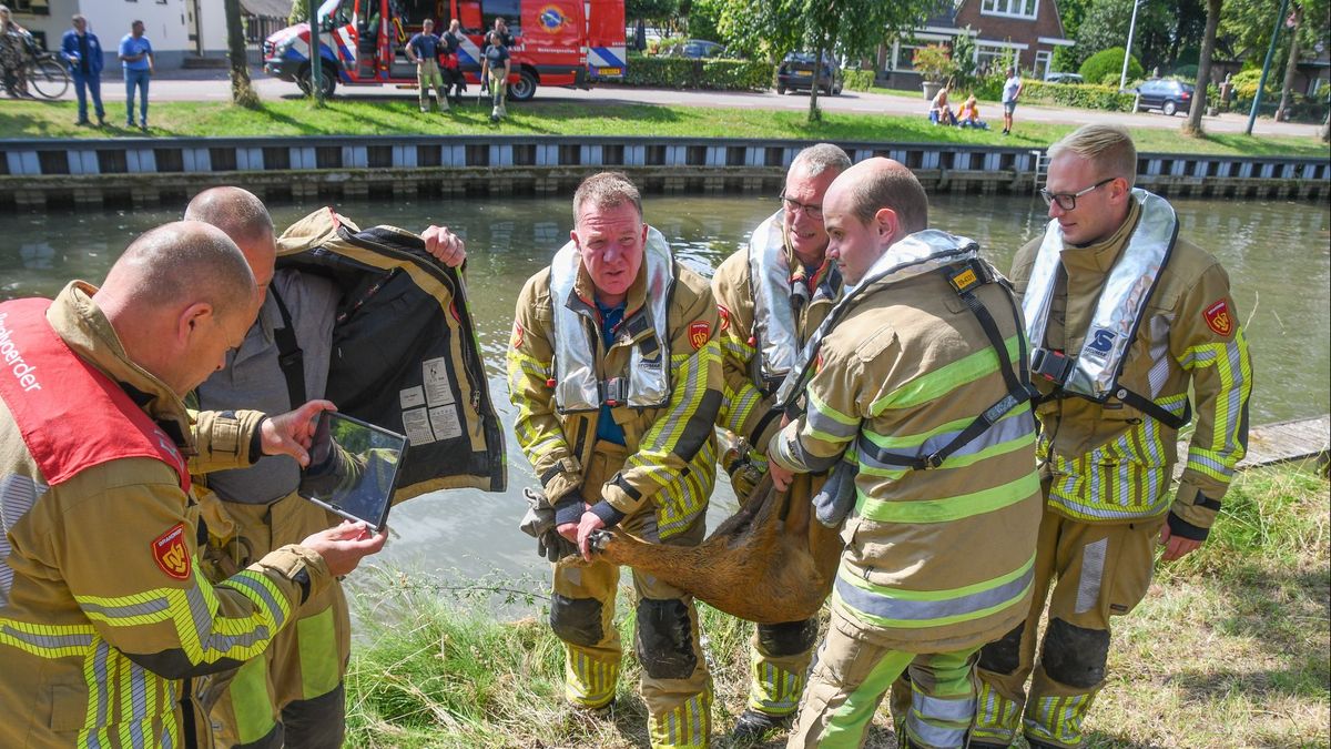 Brandweer en Bert redden ree uit water Leidse Rijn - RTV Utrecht