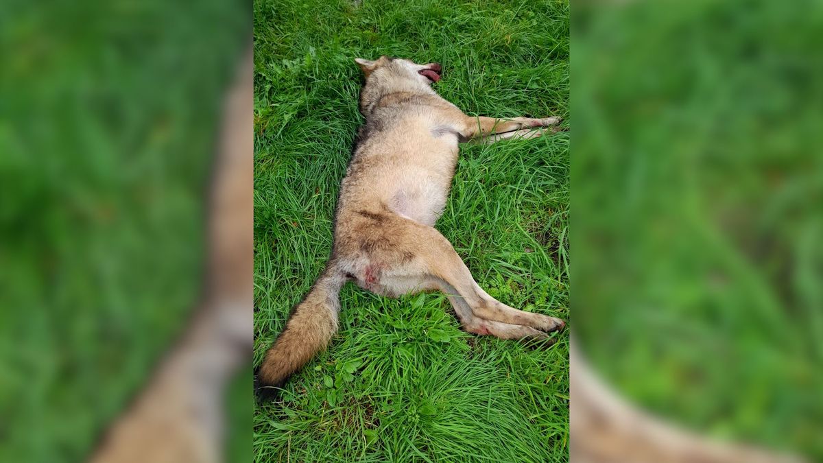 Wolf dood na botsing met trein - Omroep Gelderland