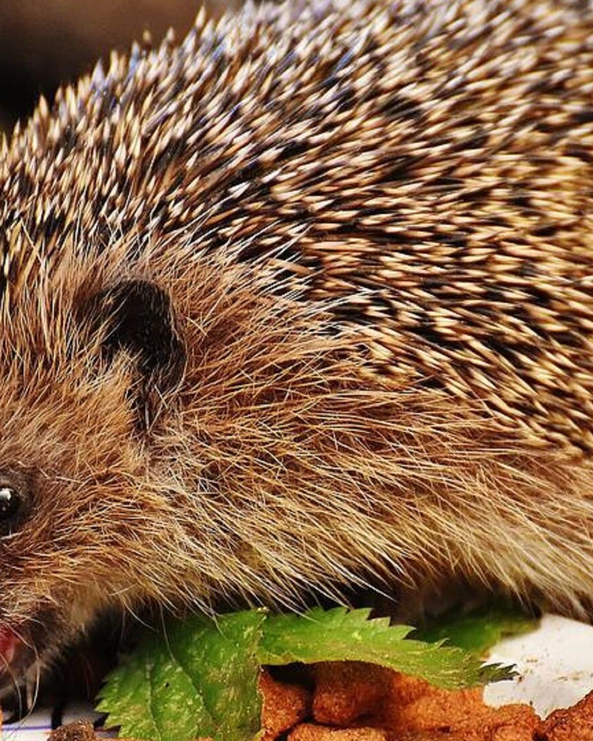 Help de egel en tel 16 en 17 september mee tijdens de Egeltelling - RTV ...