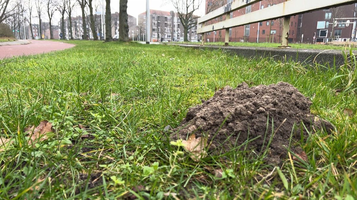 Recordaantal mollen en molshopen gespot tijdens Mollentelling 2023 ...