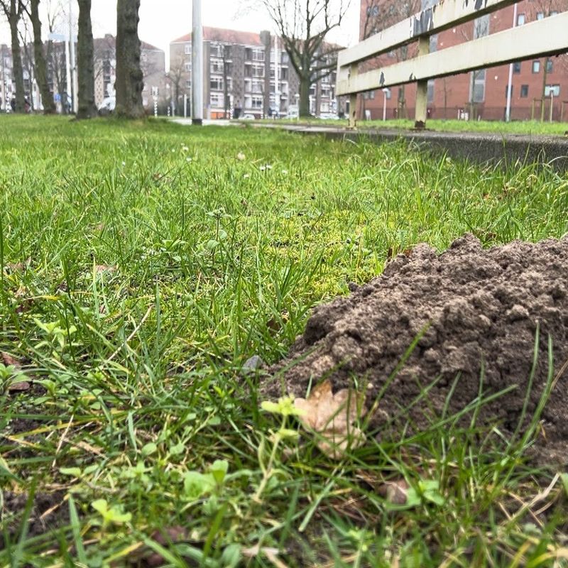 Recordaantal mollen en molshopen gespot tijdens Mollentelling 2023 ...