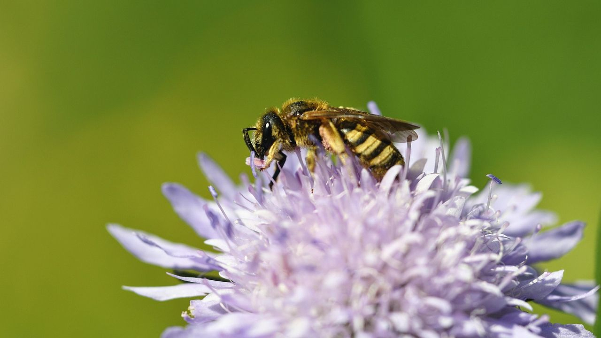 Bijendrama onder de grond: helft wilde bijen bedreigd - Omroep Gelderland