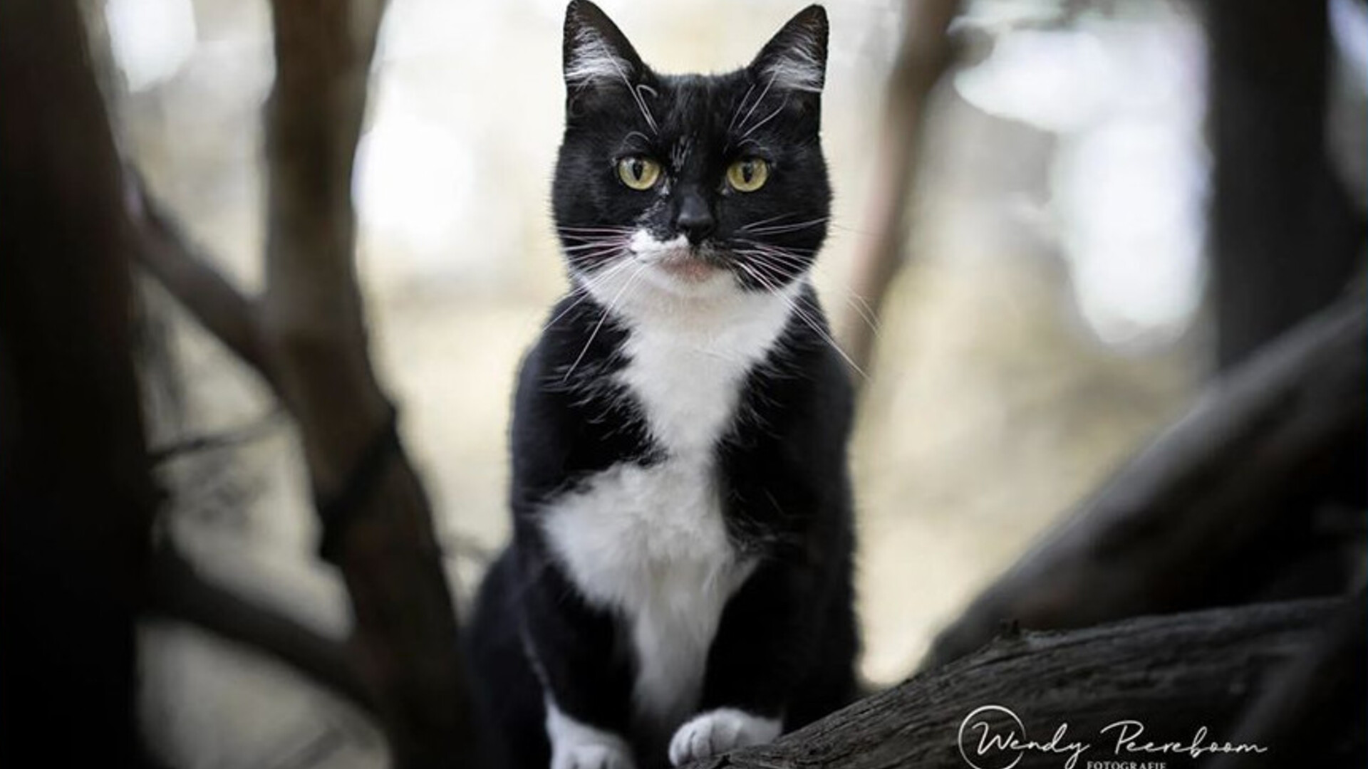 Kat perfect vastgelegd: met deze vijf tips laat je jouw kat mooi naar ...