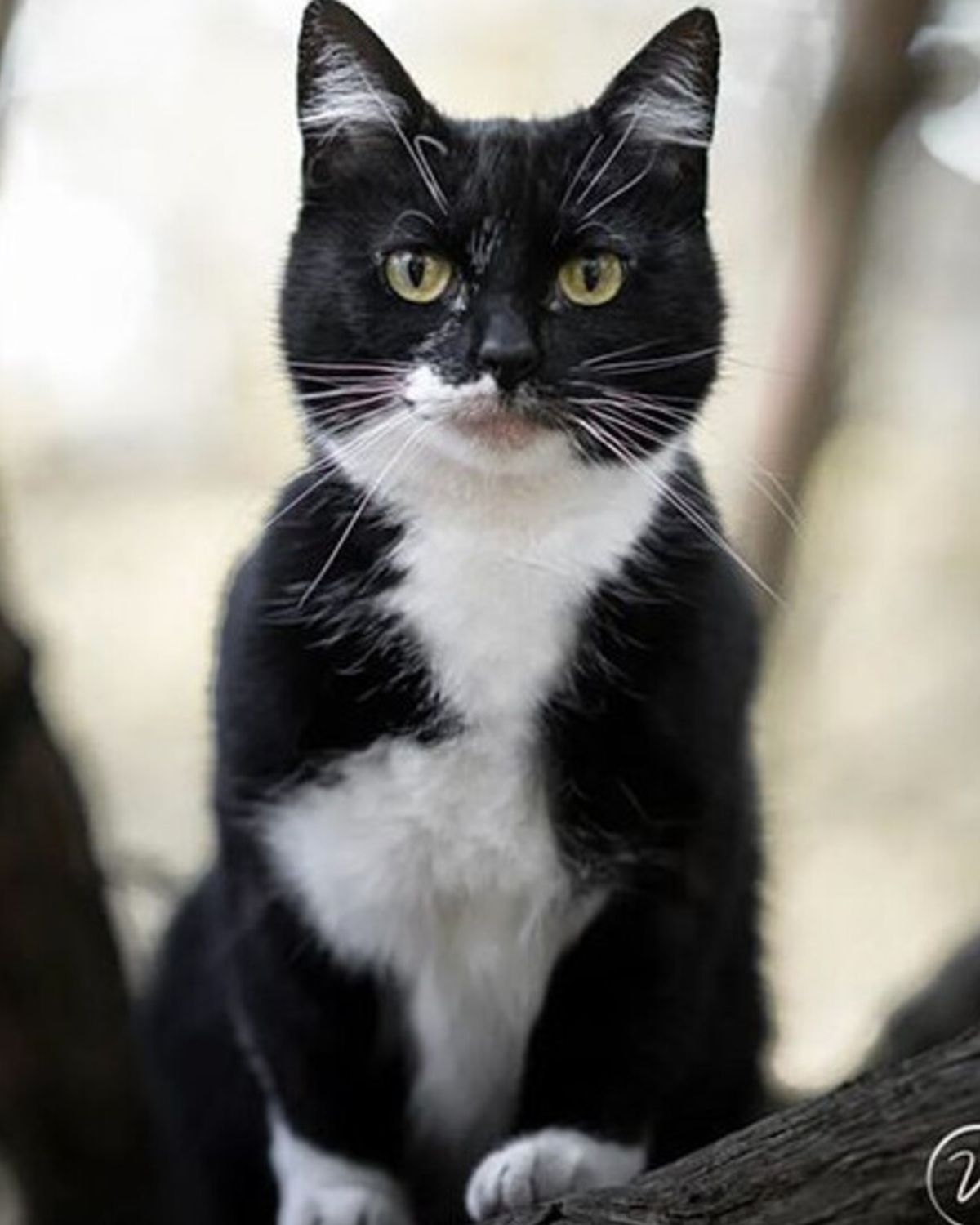 Kat perfect vastgelegd: met deze vijf tips laat je jouw kat mooi naar ...