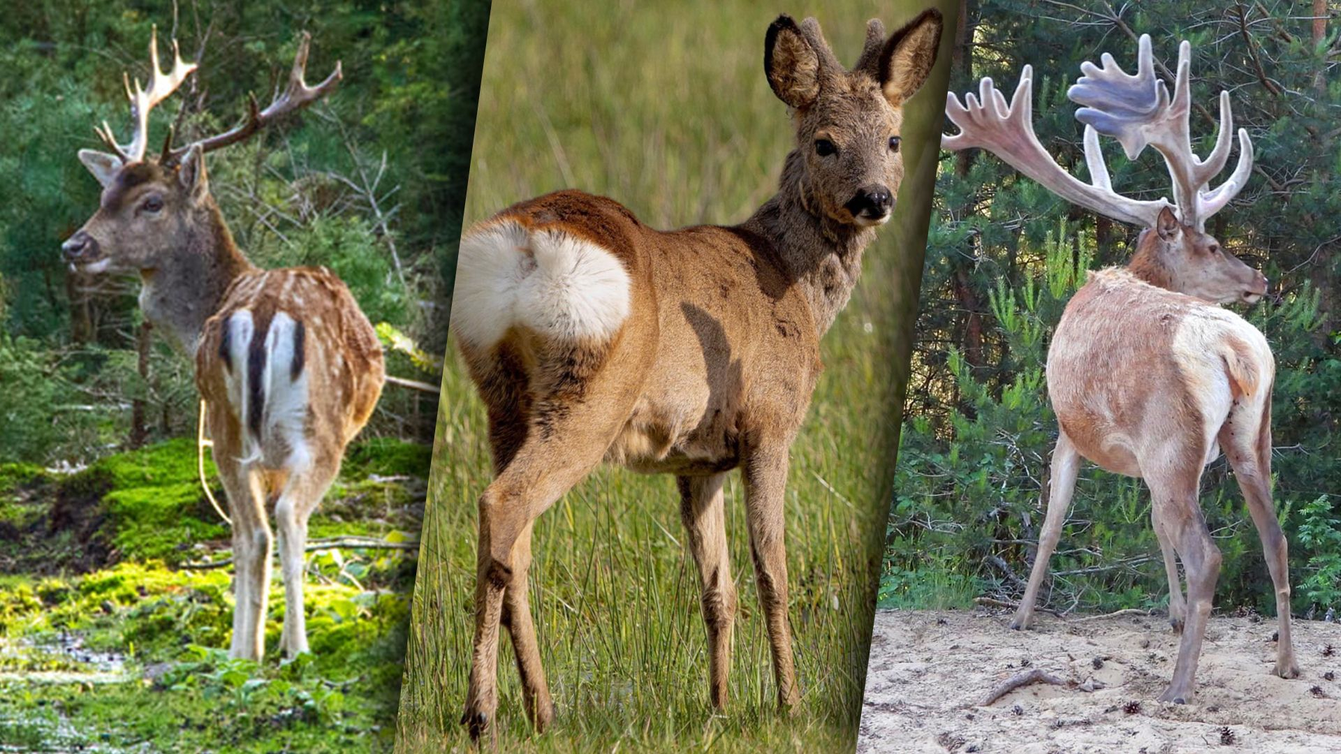 Zo herken je de hertensoorten van Gelderland - Omroep Gelderland