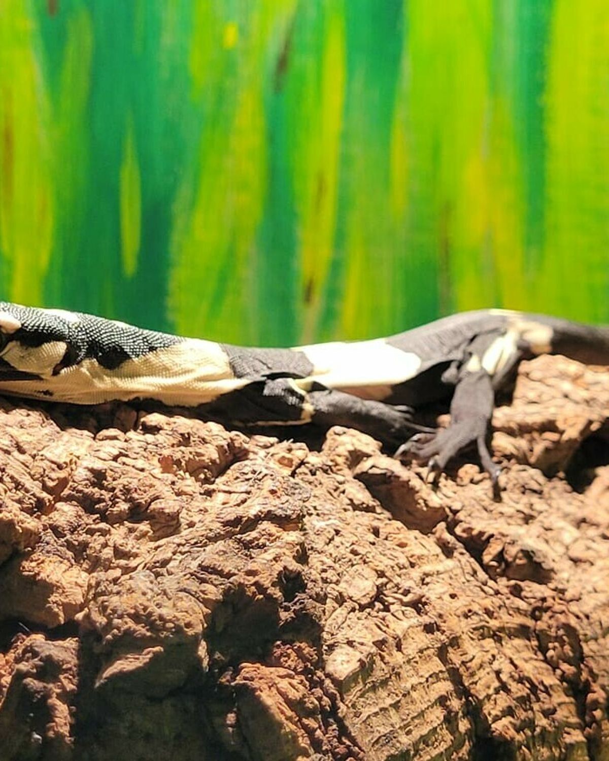 Zeldzame varanen geboren in reptielenzoo Iguana: 'Het kan zomaar dat we ...