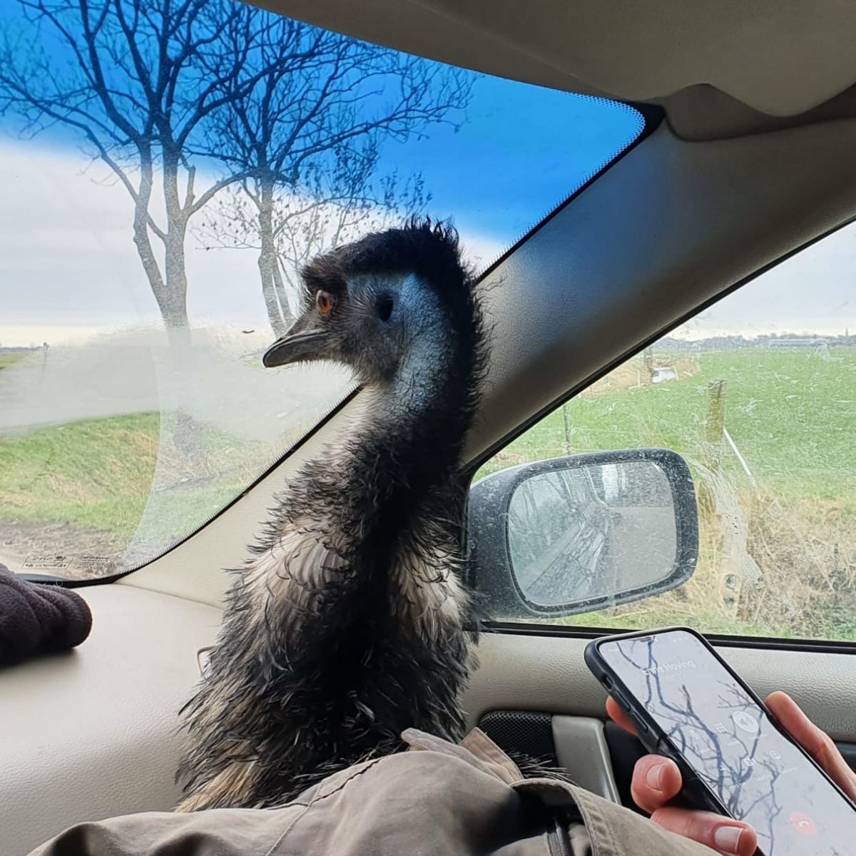 Hoe vang je de op een na grootste vogel ter wereld in het Groninger ...