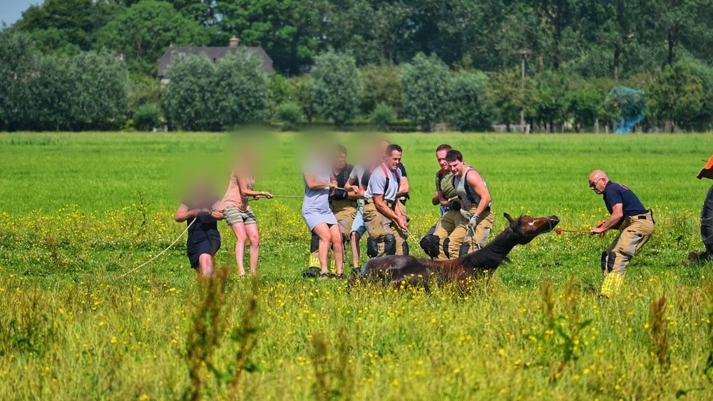 Brandweer en omstanders trekken paard uit sloot - RTV Utrecht