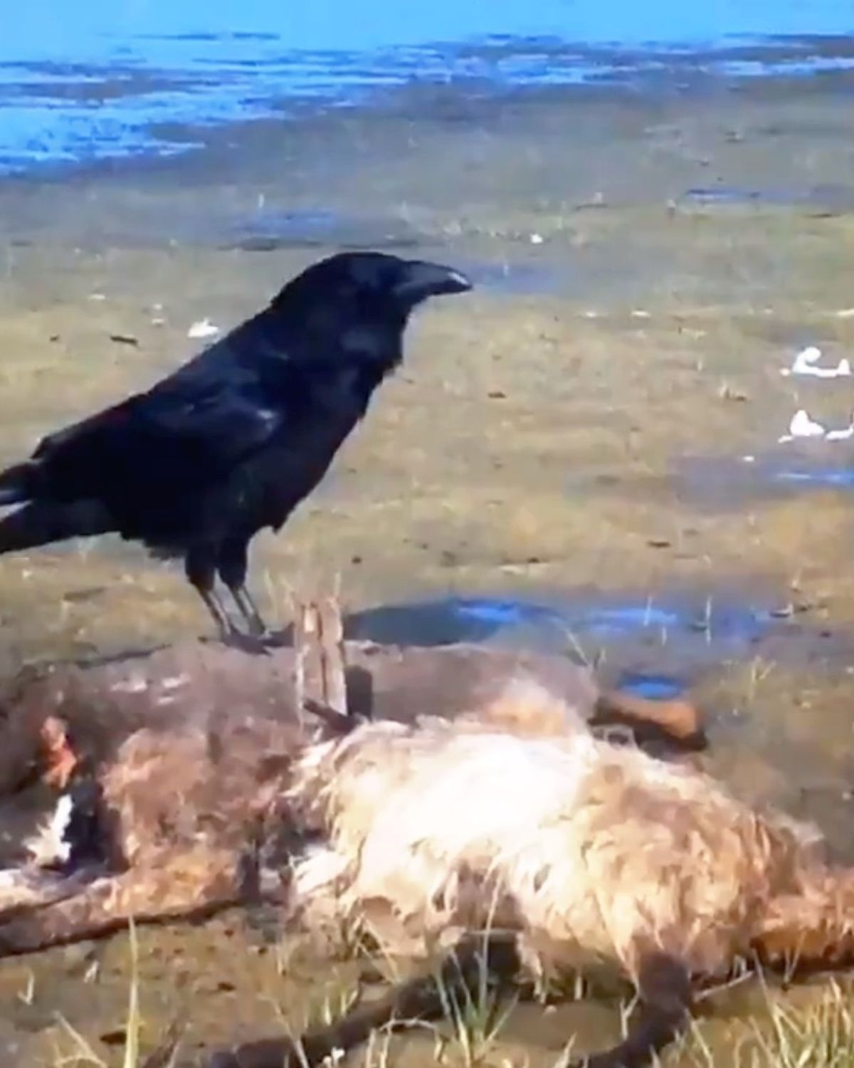 Voor het eerst broedende raven in Zeeland, jonge raafjes zijn ...