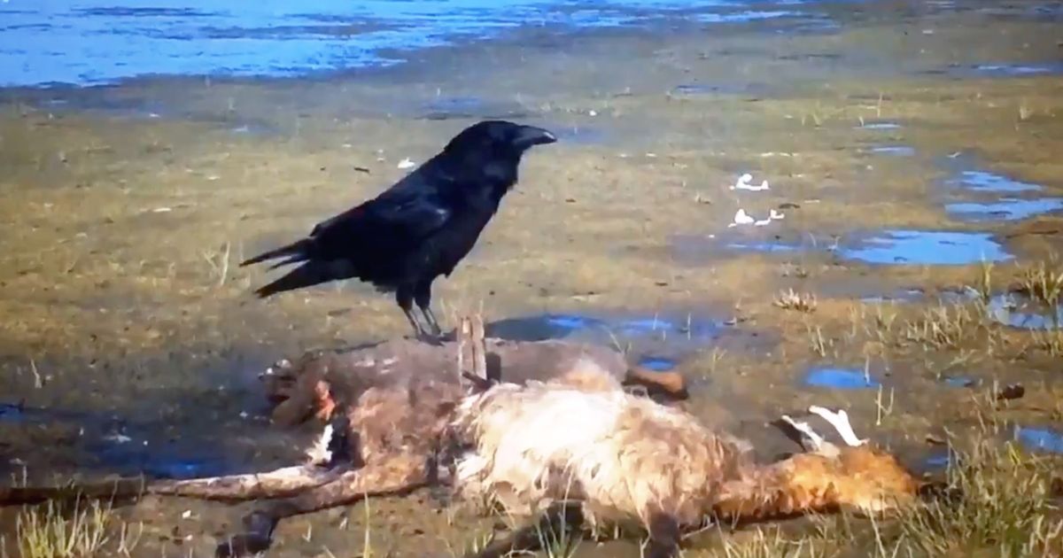 Voor het eerst broedende raven in Zeeland, jonge raafjes zijn ...