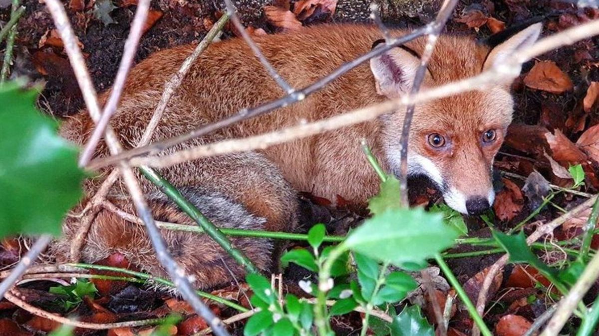 Zoektocht naar vos met ijzerdraad rond poot: 'Hij gaat een langzame ...