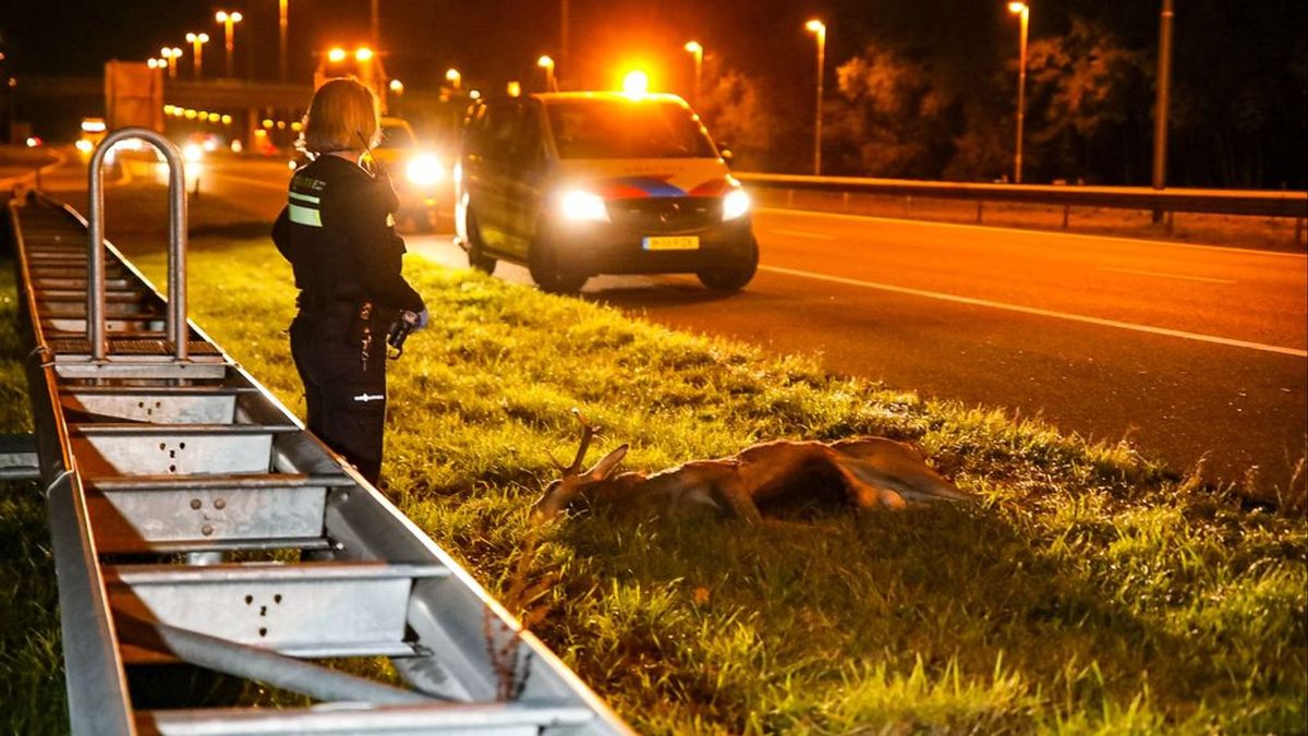 Léon reed een bronstig hert dood: dit moet je weten bij overstekend ...