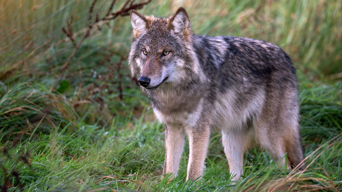 Opnieuw dode wolf gevonden: derde keer in acht dagen - RTV Drenthe