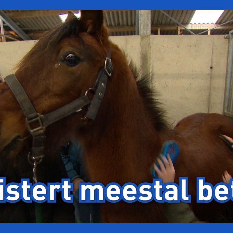 Koe Guusje wordt ingeruild voor een echte pony - RTV Noord