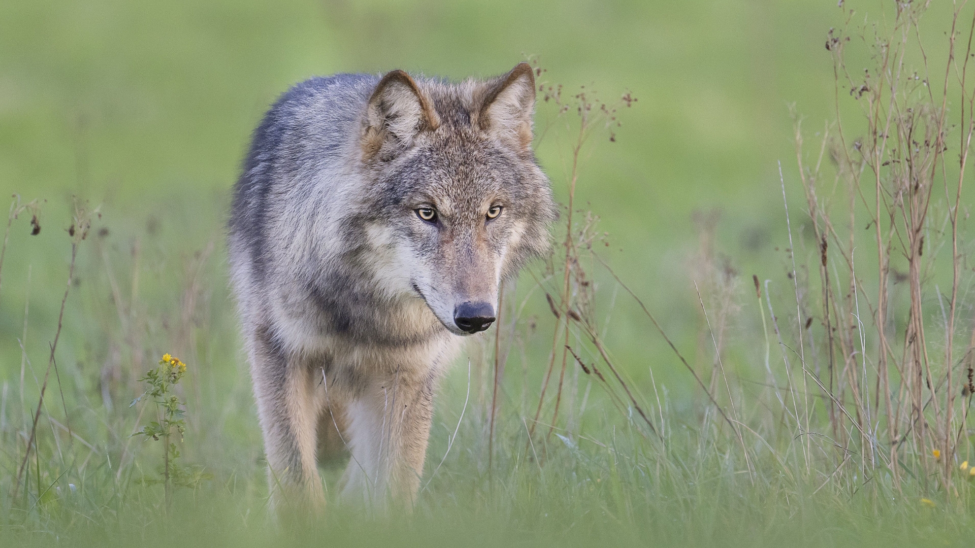 Wolf loopt door woonwijk in Eelde - RTV Noord