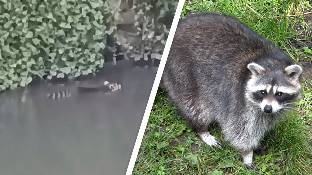 Wasbeer trekt baantjes in de Vecht: schattig of ongewenst? - RTV Utrecht